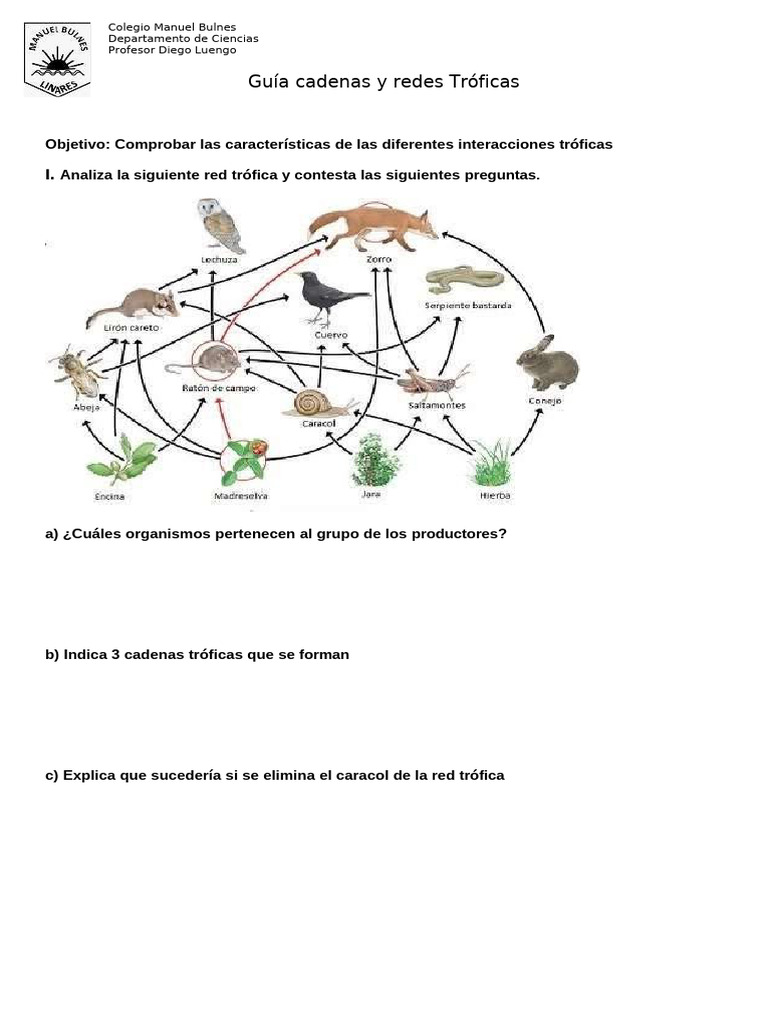Guía Ciencias N°7 6° Básico Interaciones Troficas | PDF | Red ...