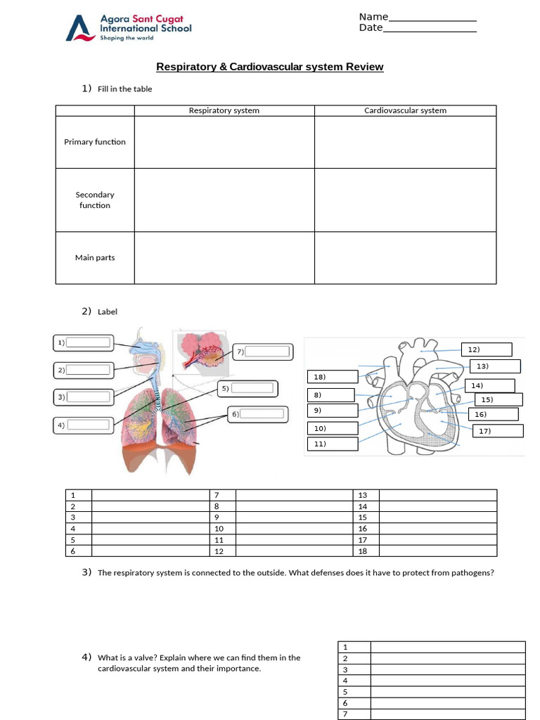 Respiratory & Cardiovascular System Review | PDF | Circulatory System ...