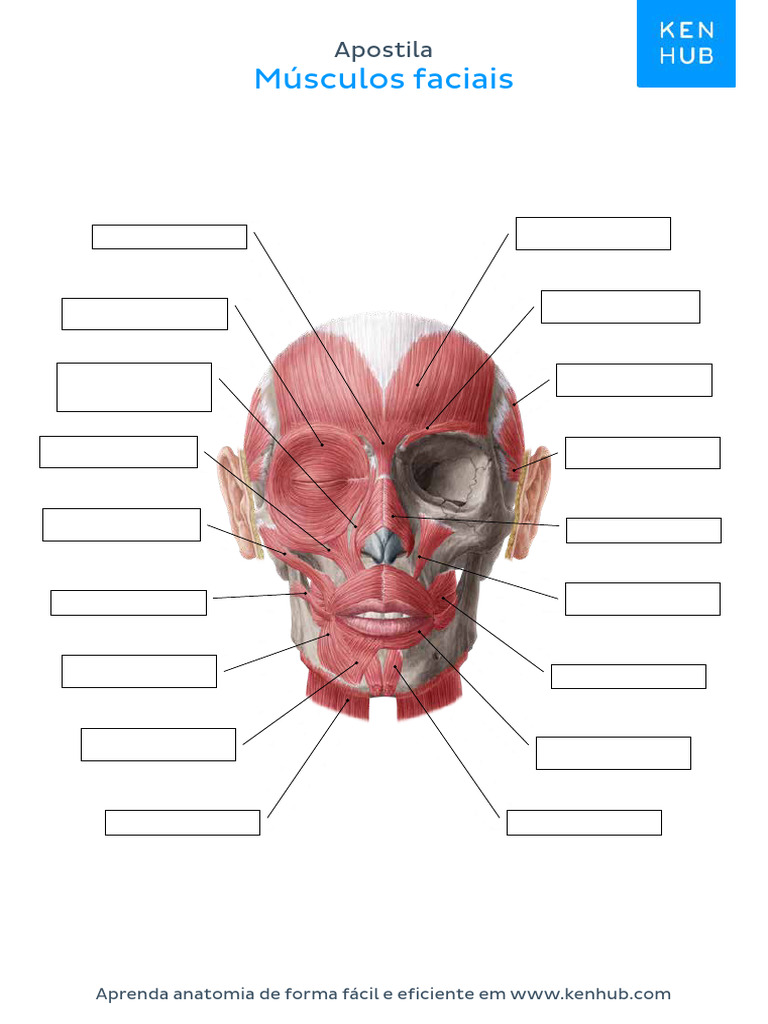 Worksheet Facial Muscles Blank Portuguese | PDF