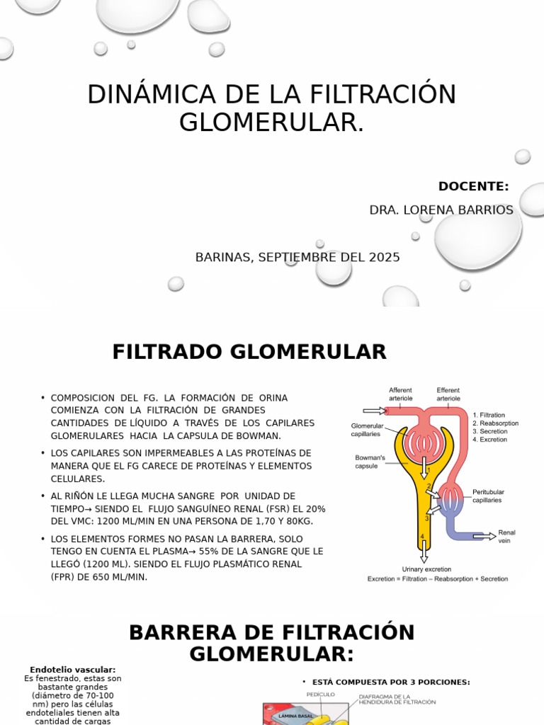 Dinámica de la Filtración Glomerular | PDF | Riñón