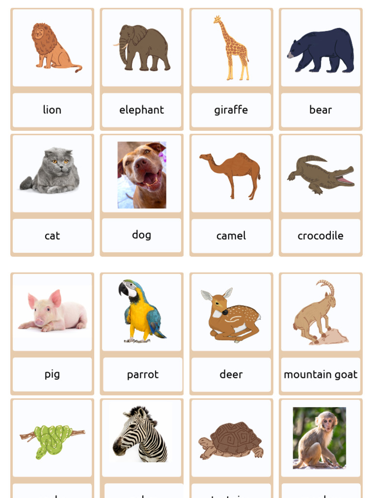 Biology Animals Flashcards in Colorful Illustrative Style | PDF