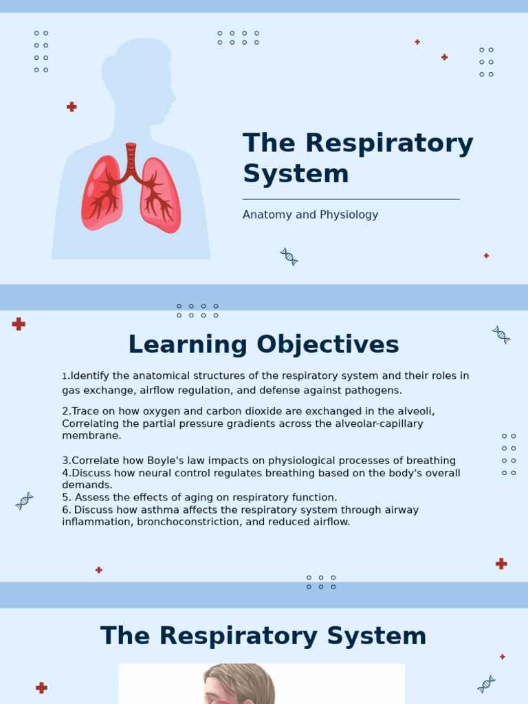 The Respiratory System Lecture | PDF | Lung | Respiratory System
