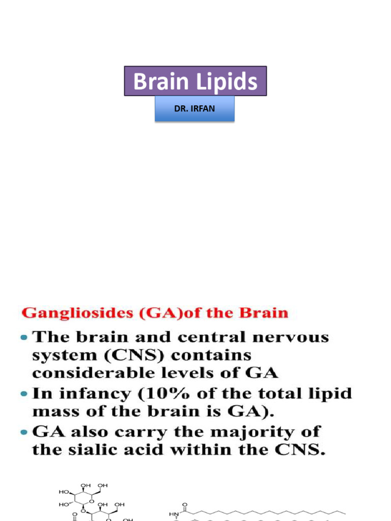Brain Lipids | PDF