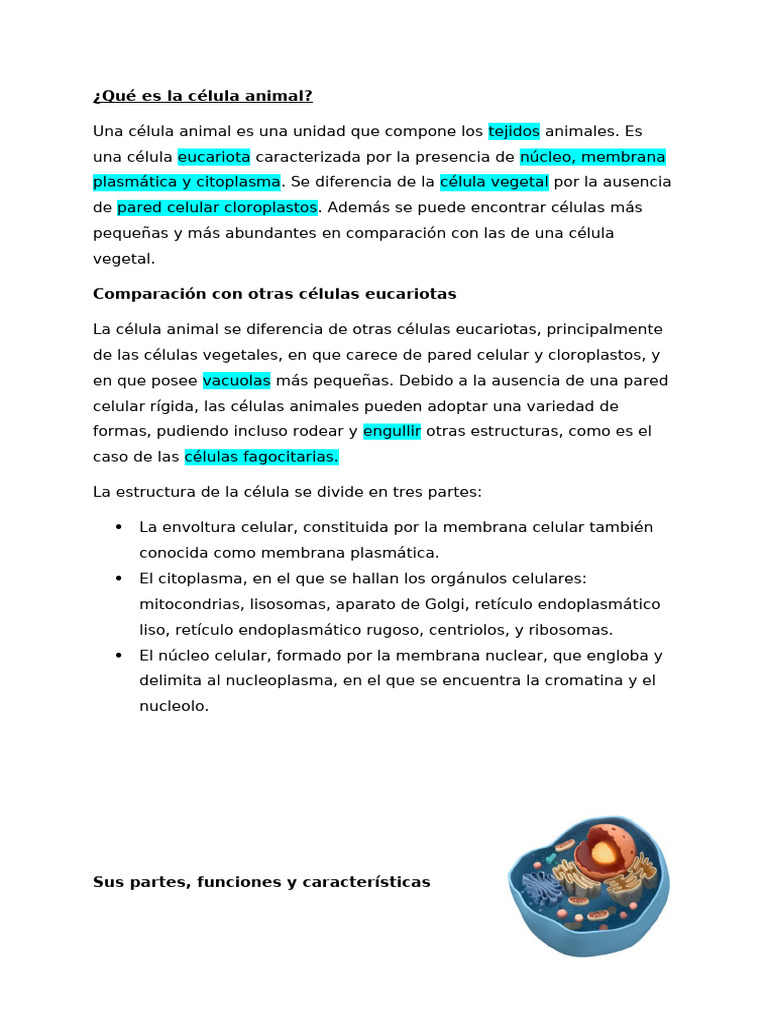 Estructura y funciones de la célula animal | PDF