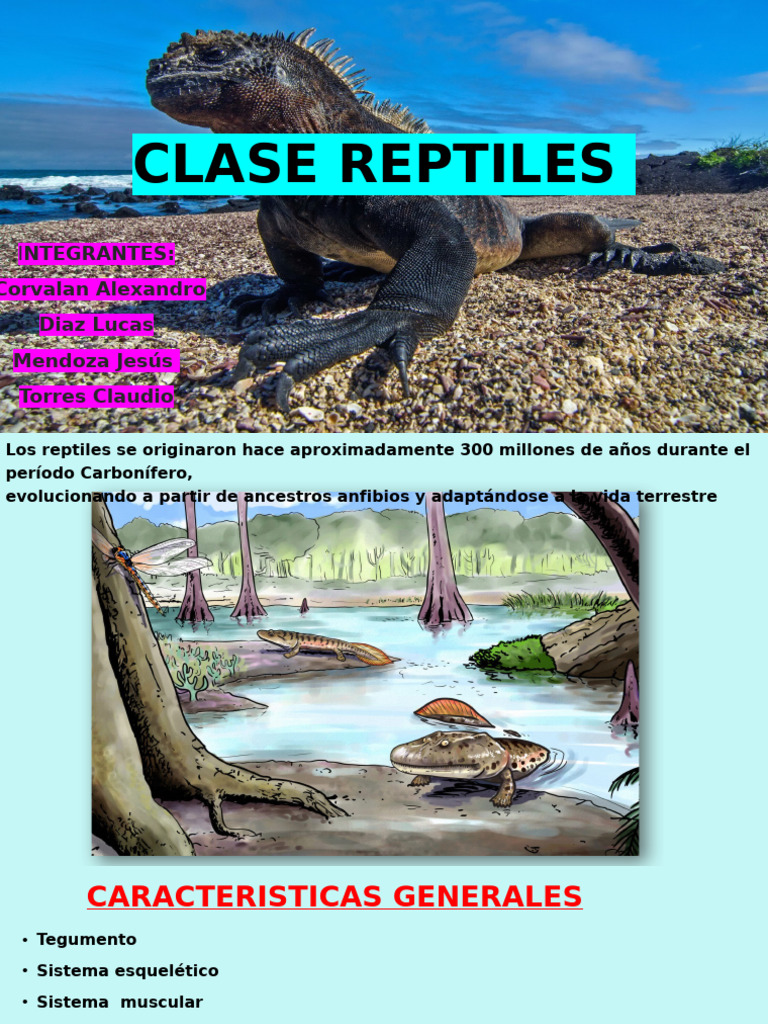 Clase Reptil | PDF