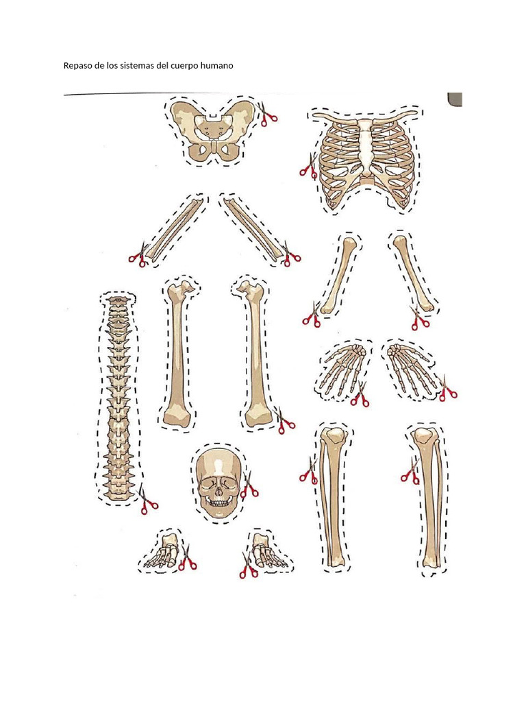 Repaso de Los Sistemas Del Cuerpo Humano | PDF