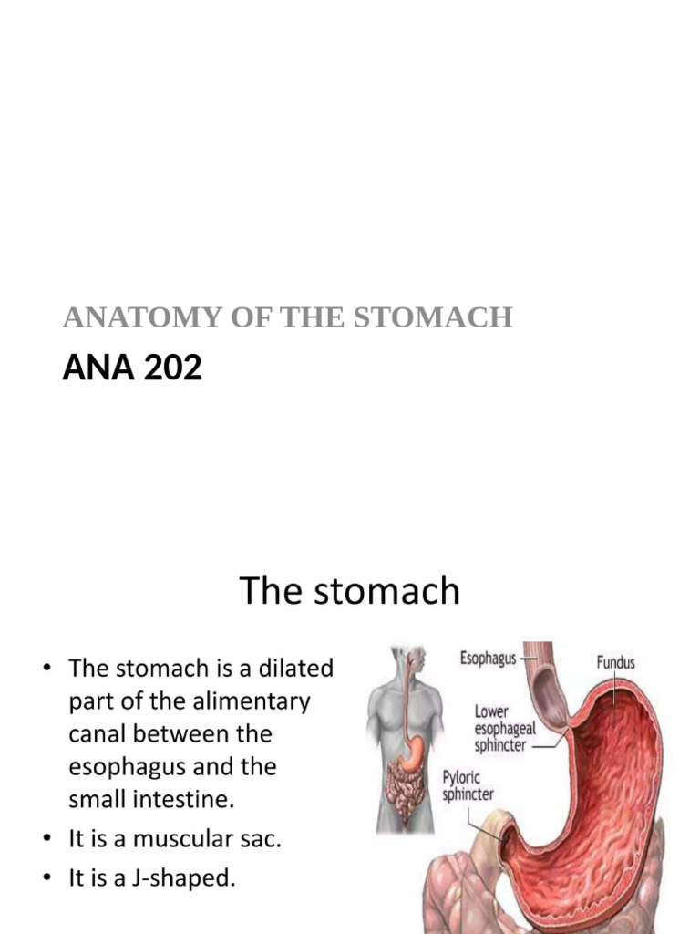Anatomy of The Stomach 2 | PDF