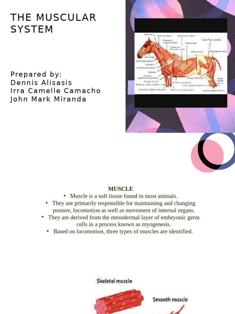 muscular system | PDF