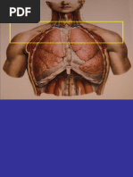 Anatomie du Médiastin: Structure et Zones | PDF | Thymus (anatomie) | Aorte