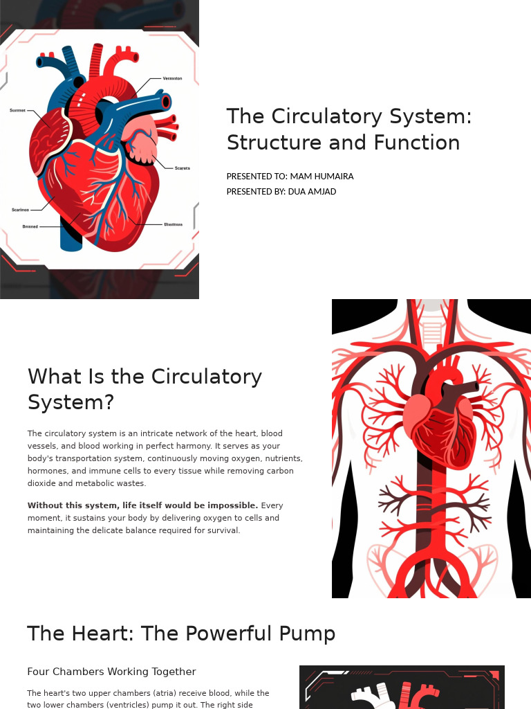 The Circulatory System Structure and Function | PDF | Circulatory ...