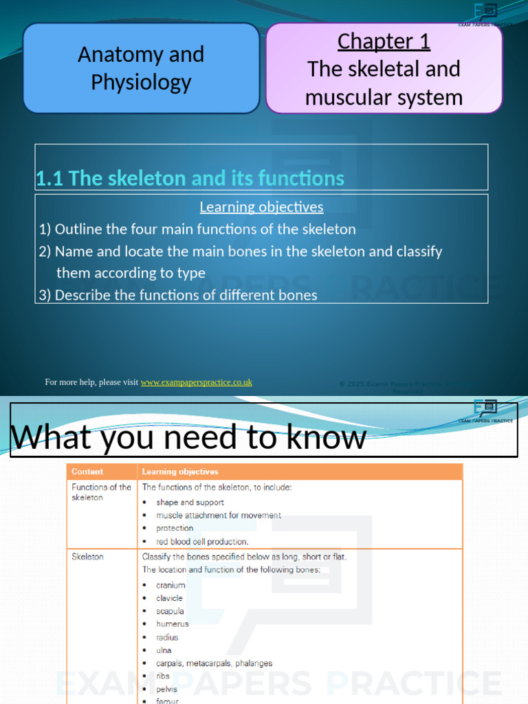 Chapter 1 The Skeletal and Muscular System | PDF | Anatomical Terms Of ...