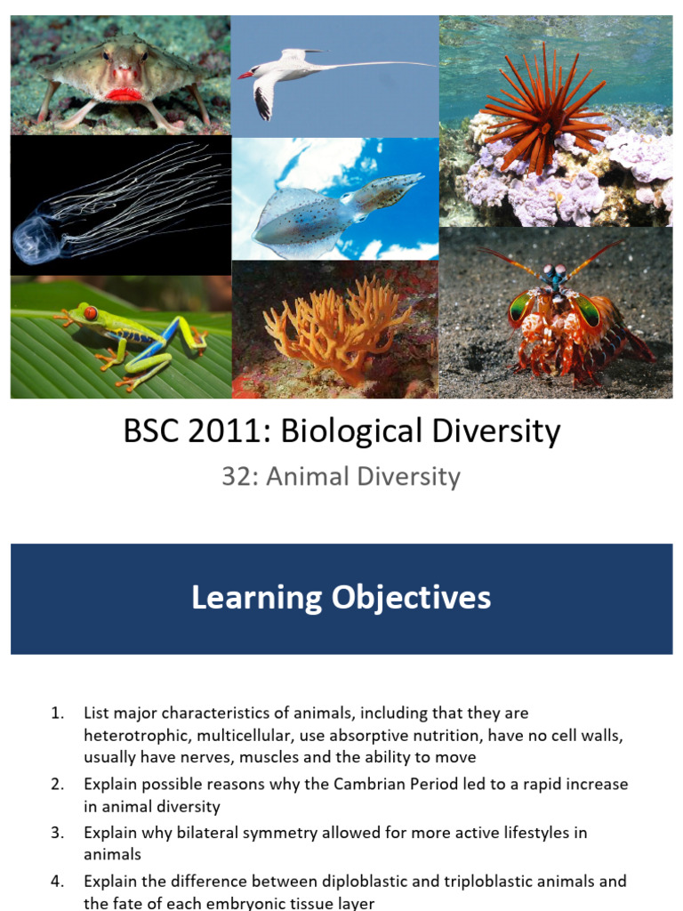 32 Animal Diversity | PDF | Developmental Biology | Reproduction