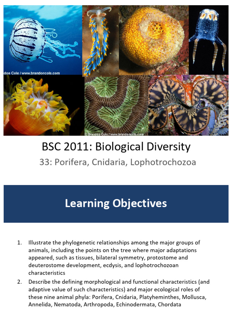 33 Invertebrates 1 Porifera Cnidaria Lophotrochozoa 006 | PDF ...