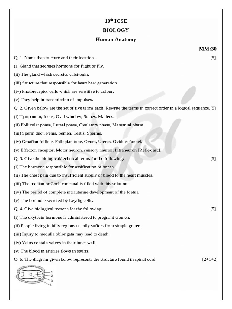 Circulatory, Excretory, Nervous, Endocrine, Reproductive | PDF ...