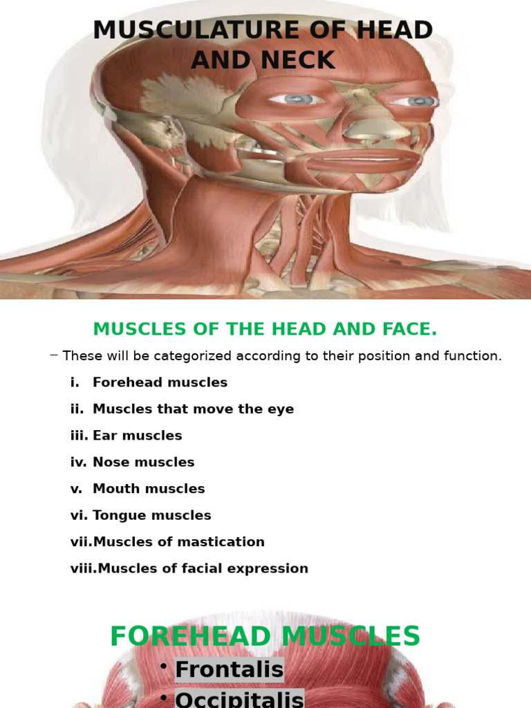 Head and Neck Muscle Anatomy Guide | PDF | Human Nose | Tongue