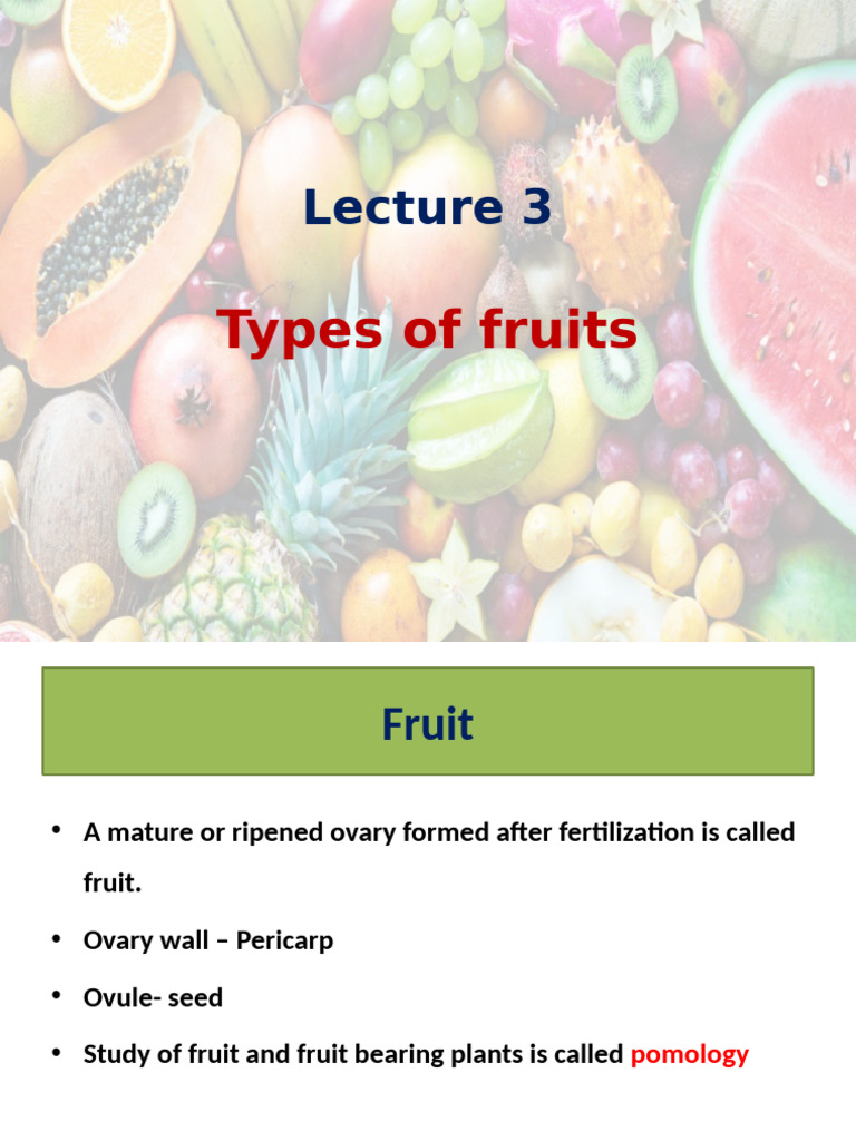 Types of Fruits and Their Structures | PDF | Fruit | Plant Morphology