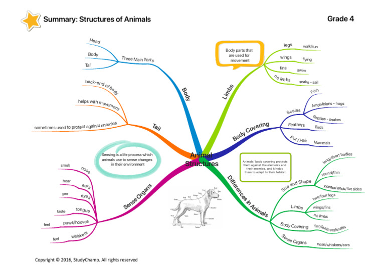 Gr4 - NS - Animal Structure | PDF | Zoology