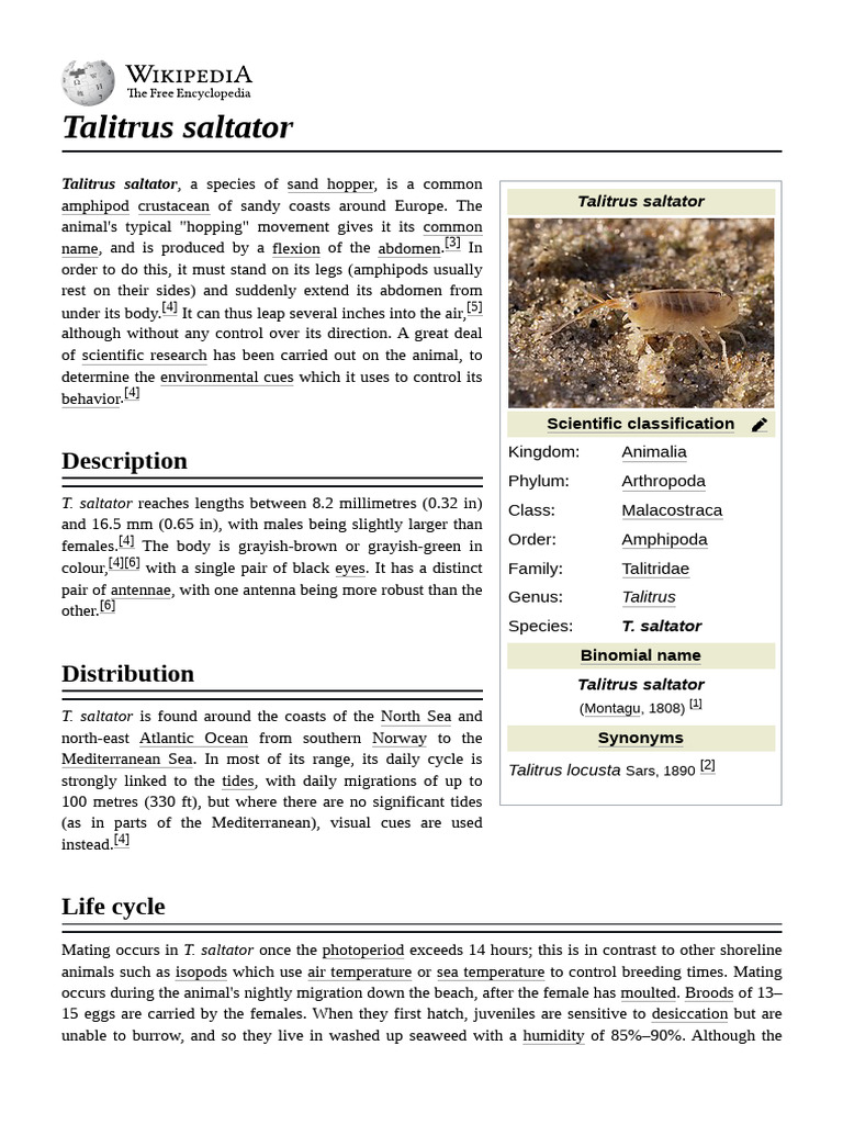Talitrus Saltator | PDF | Zoology