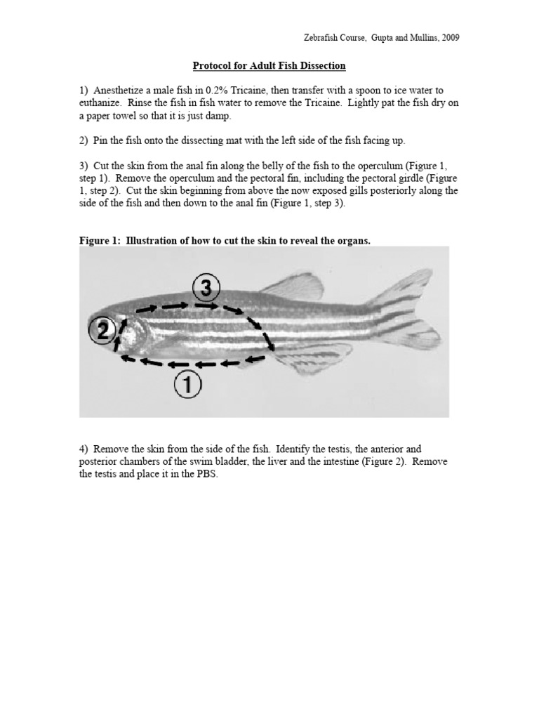 Adult Zebrafish Dissection Protocol | PDF | Heart | Brain