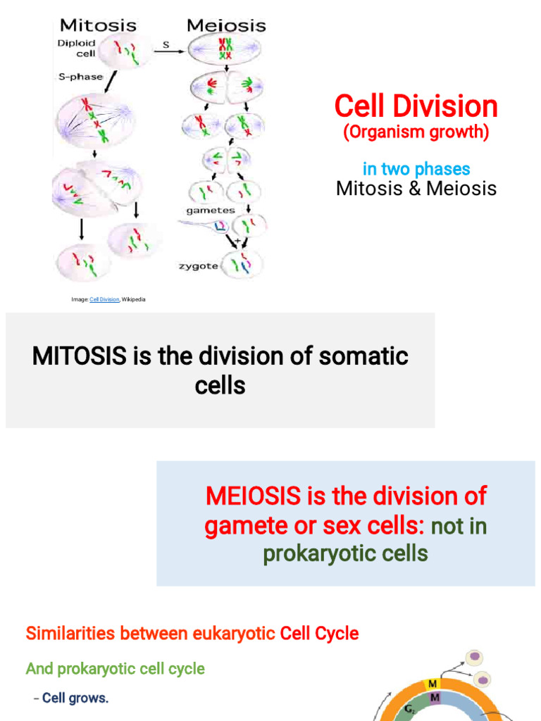 Cell Growth Cell Division | PDF | Ploidy | Meiosis