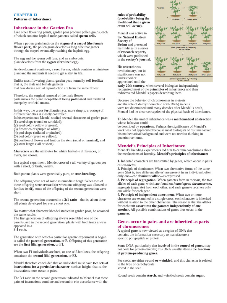 CHAPTER 13 Patterns of Inheritance | PDF | Dominance (Genetics) | Zygosity