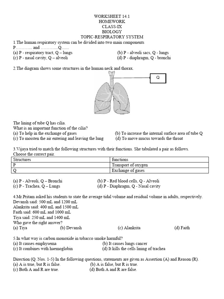 Worksheet 14.1 HW Respiratory System Class 9 | PDF | Lung | Respiratory ...