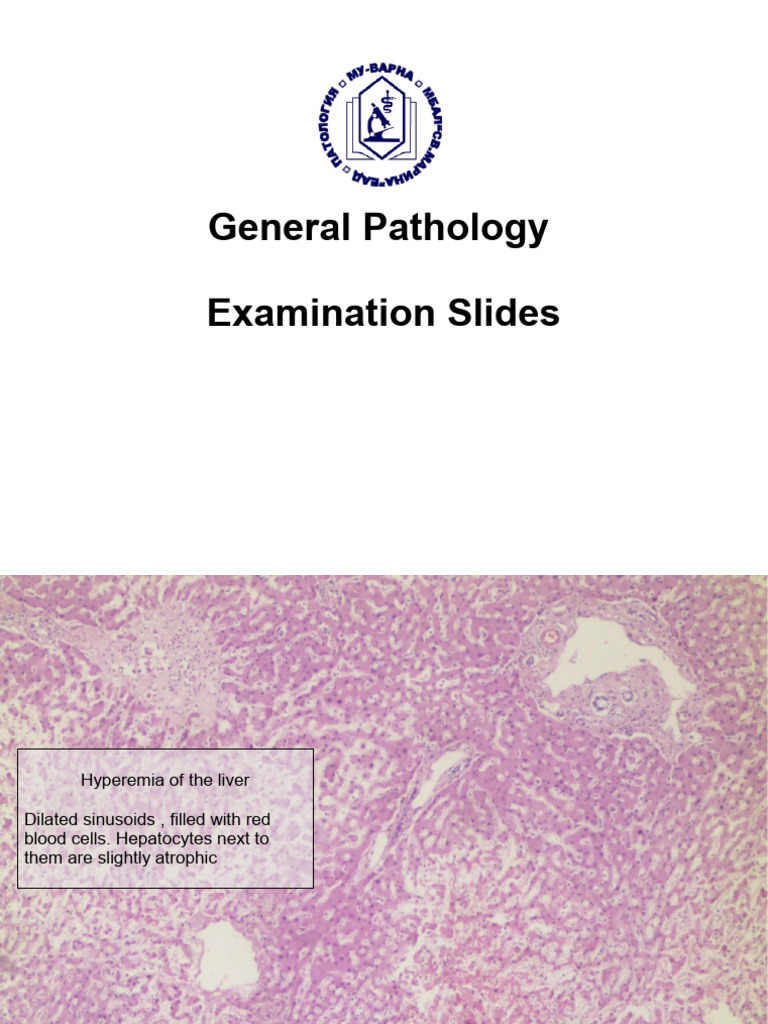 Exam Slides GenPatht en | PDF | Epithelium | Inflammation