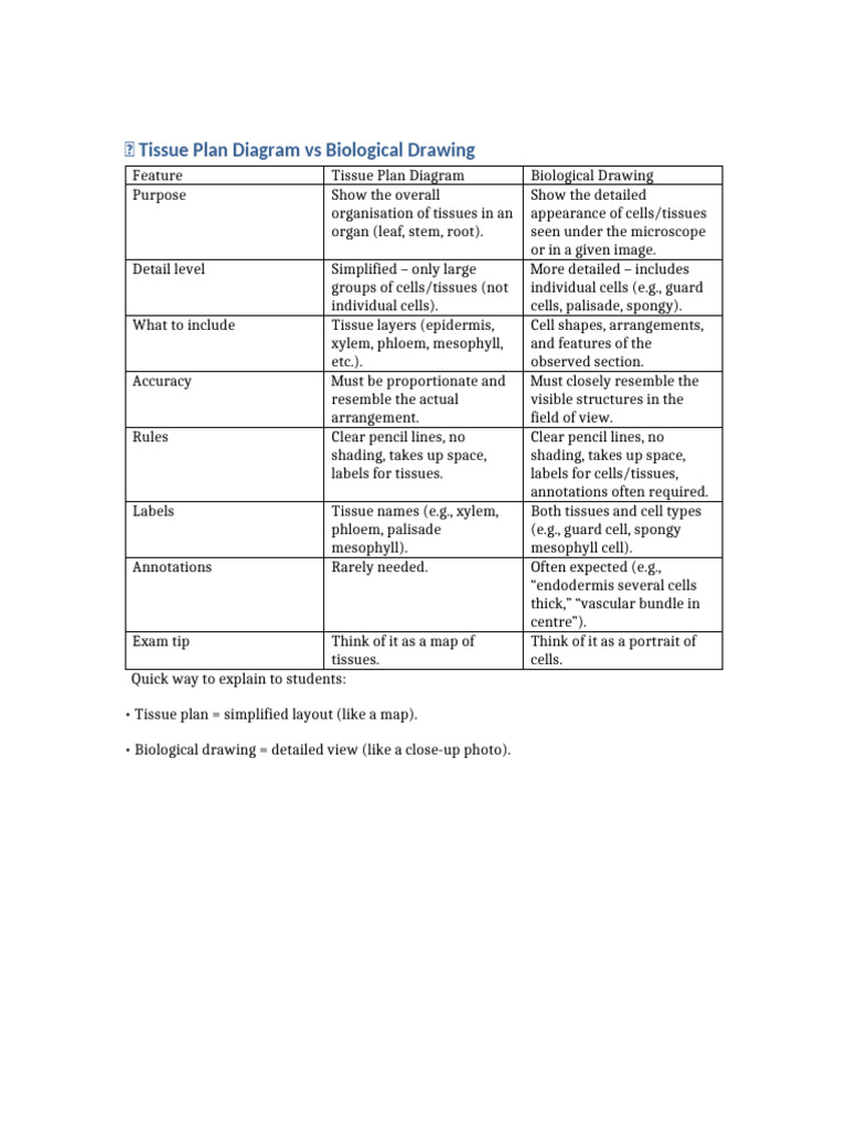 Tissue Plan Vs Biological Drawing | PDF | Tissue (Biology) | Leaf