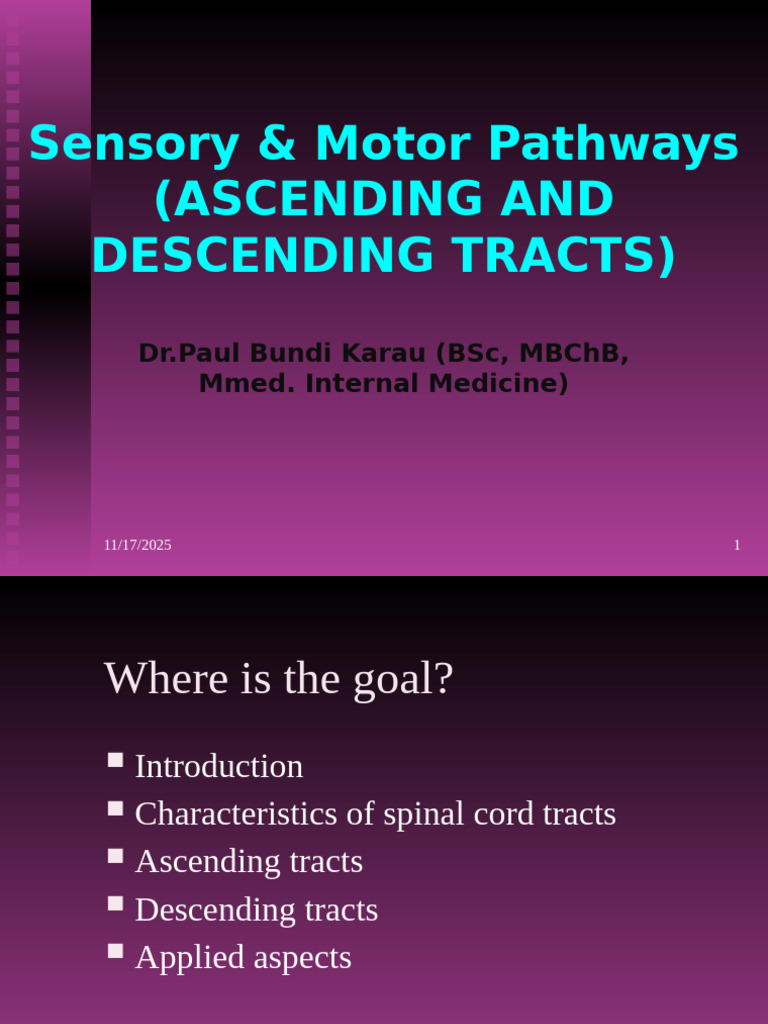 Sensory and Motor Pathways Overview | PDF | Spinal Cord | Motor Neuron
