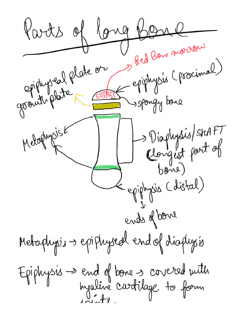 Parts of Long Bone | PDF