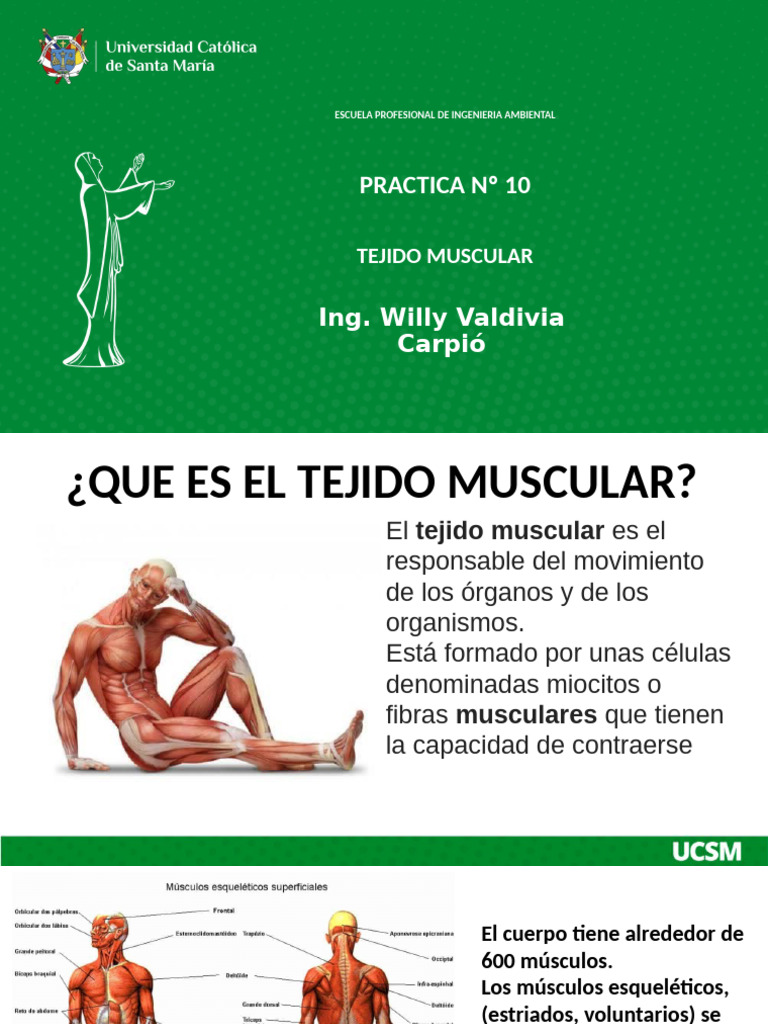 Practica 10 Tejido Muscular | PDF | Músculo | Anatomía