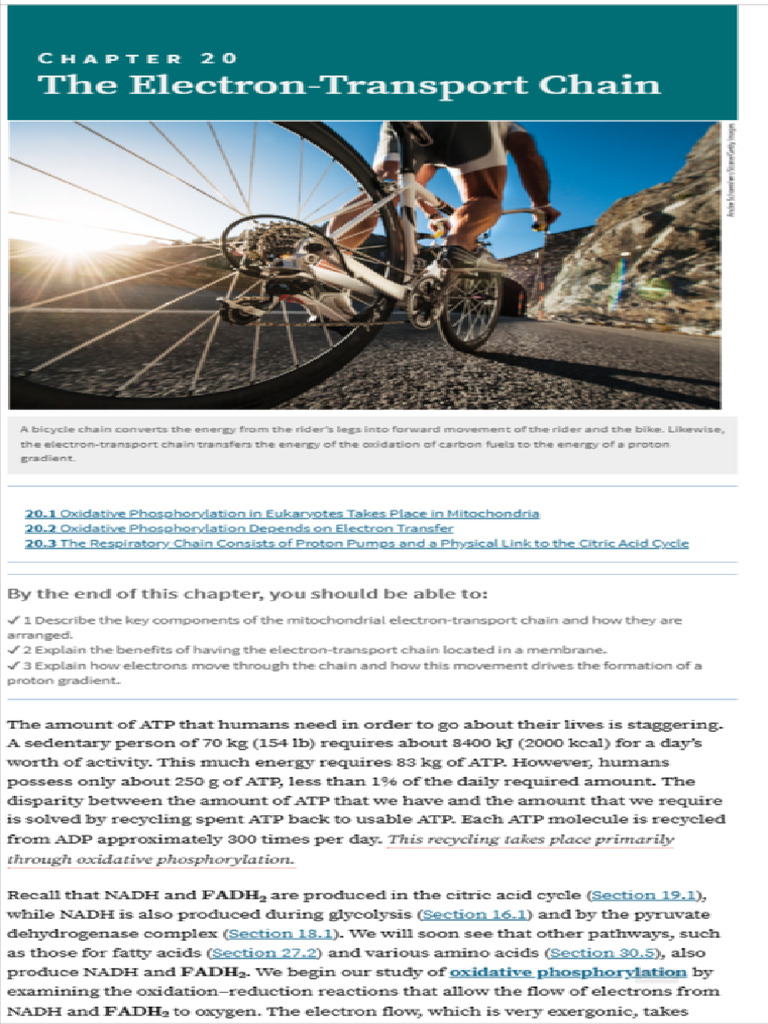 Chapter 20 (1) | PDF