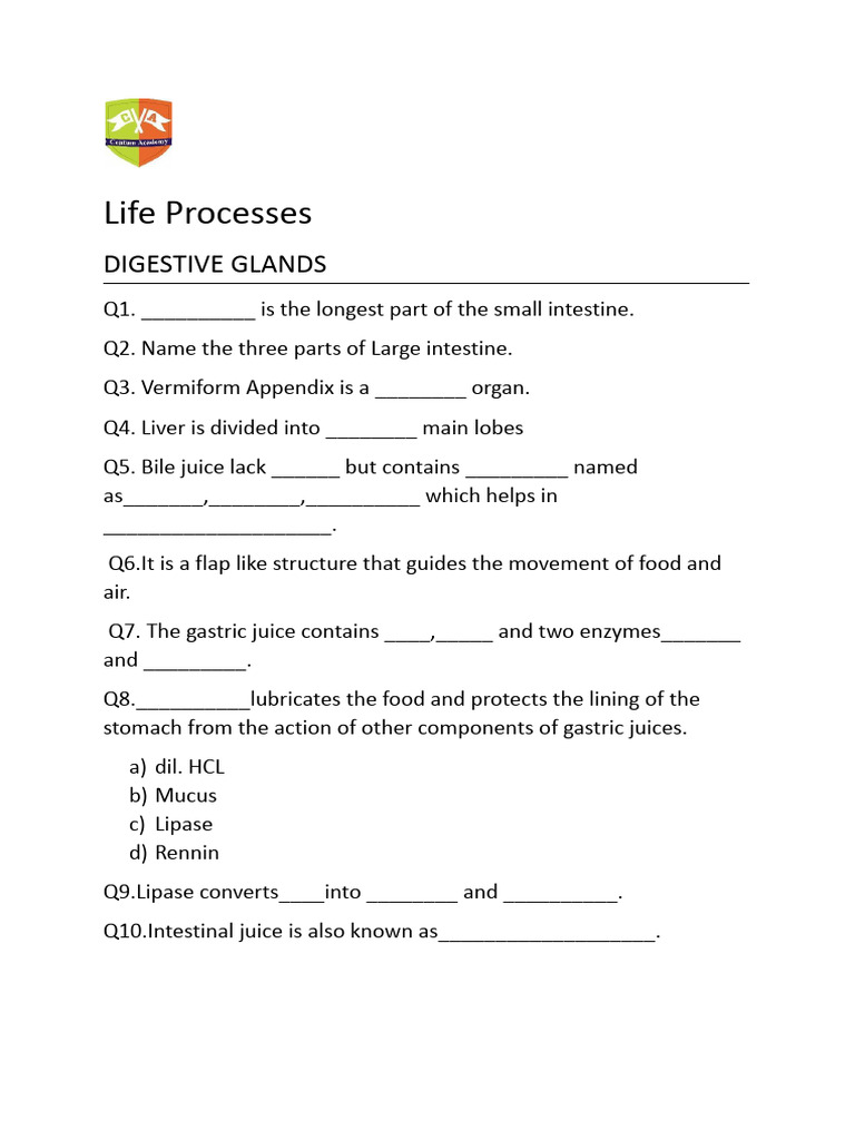 Digestive Glands | PDF