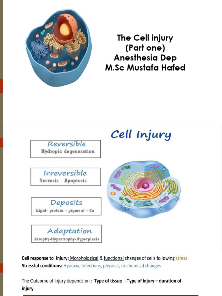 Understanding Cell Injury and Repair | PDF