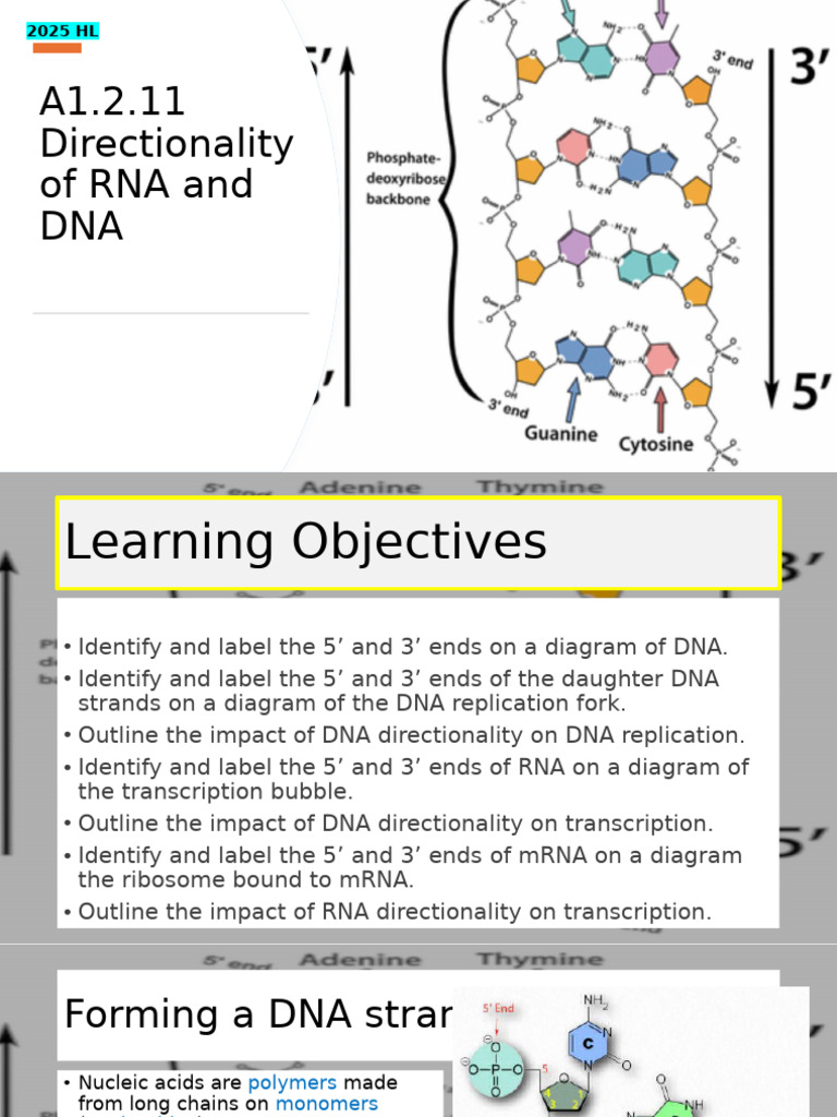 A1.2 Nucleic Acids HL Only | PDF | Directionality (Molecular Biology) | Dna