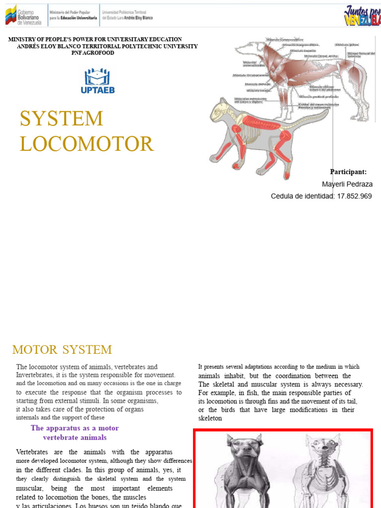 Locomotor | PDF | Skeleton | Human Musculoskeletal System