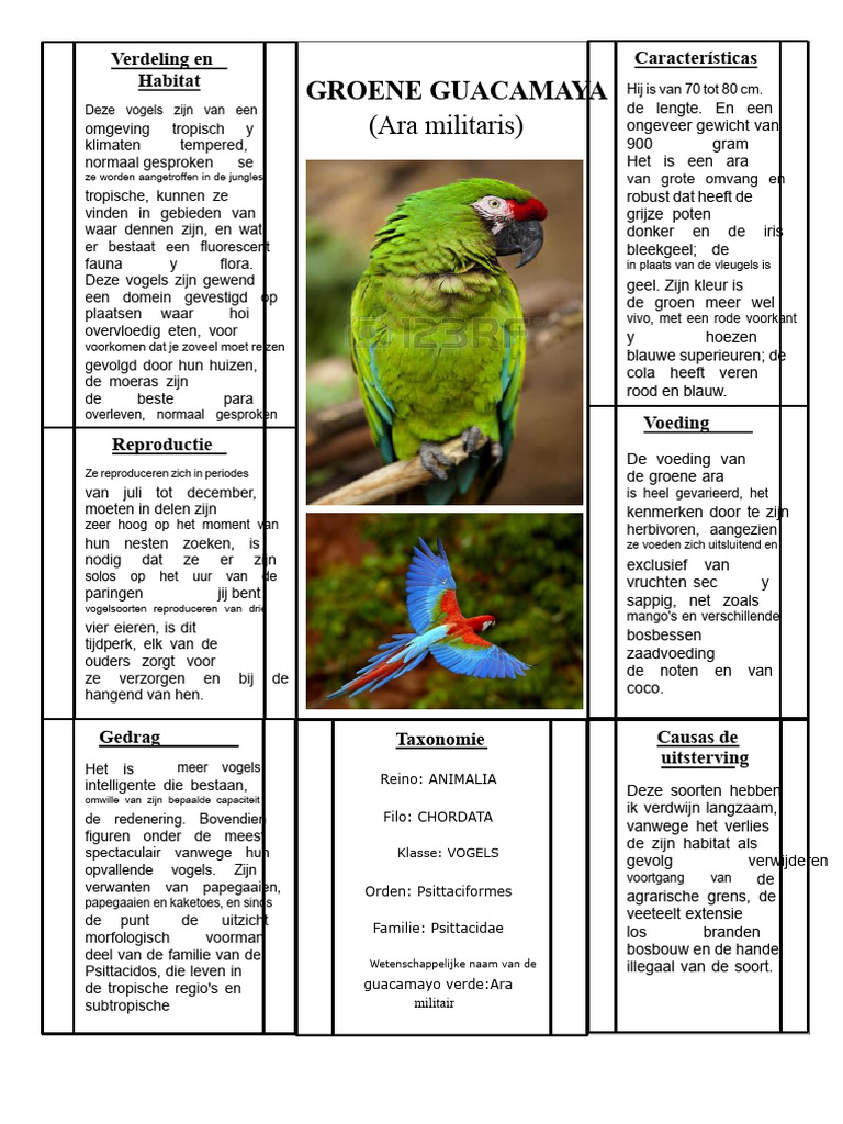 Groene Ara | PDF