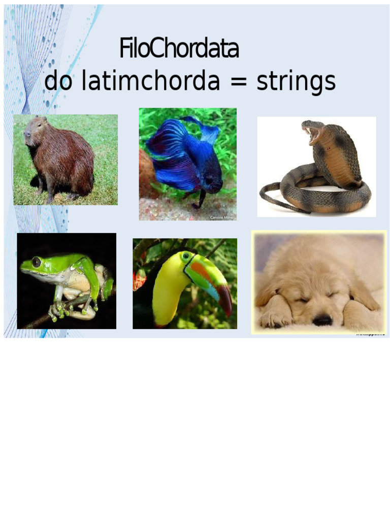 Phylum Chordata | PDF | Vertebrates | Chordates