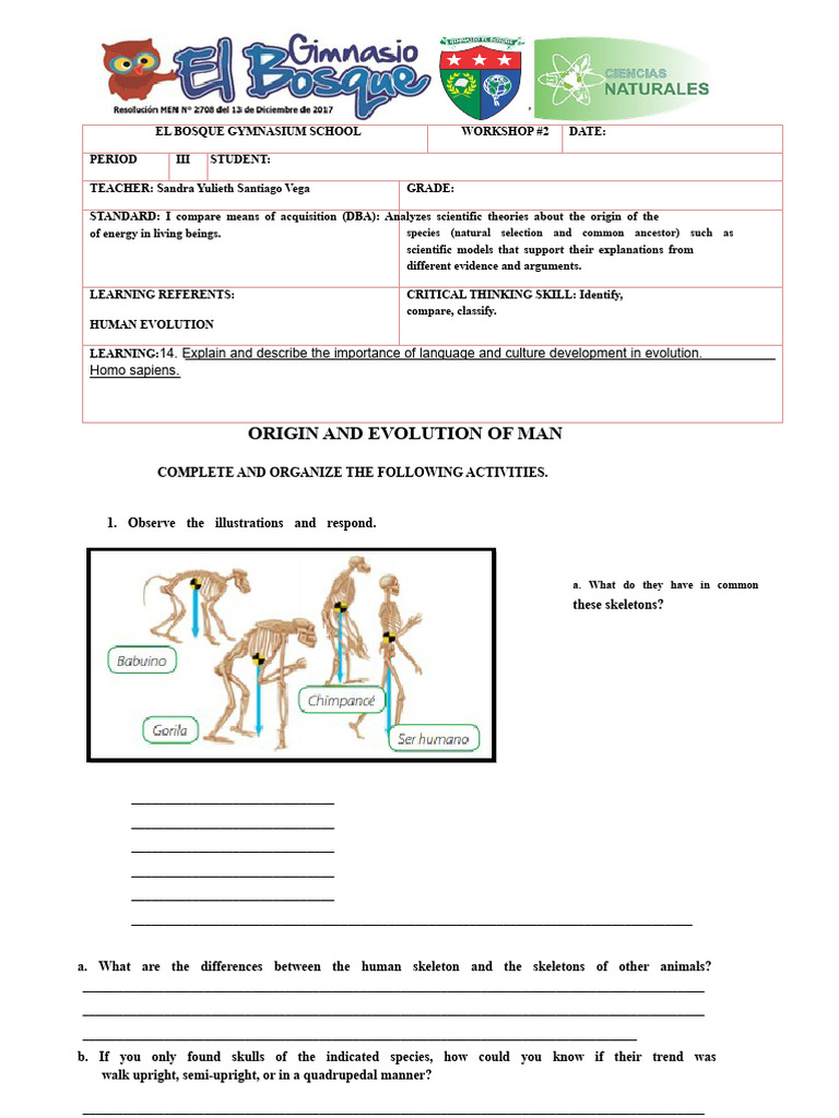 Human Evolution Workshop Activities | PDF | Homo | Human Evolution