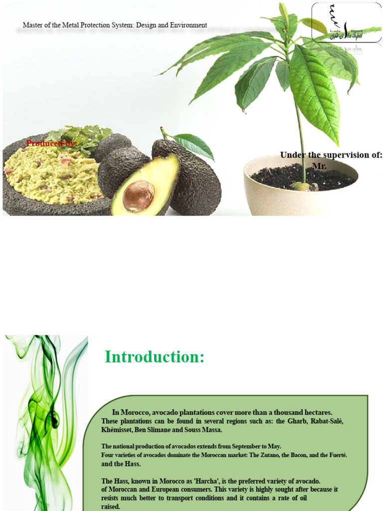 Moroccan Hass Avocado Farming Guide | PDF | Avocado | Agriculture