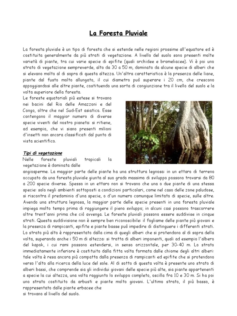 Ricerca Foresta Pluviale | PDF