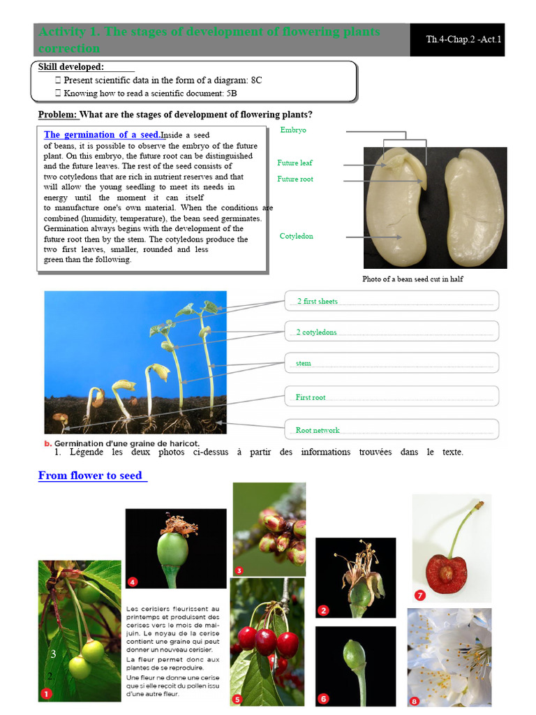 Activity 1 - The Stages of Flower Plant Development | PDF | Seed | Flowers