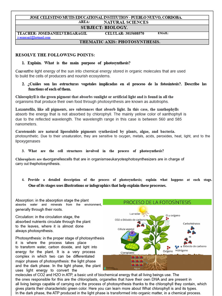 Understanding Photosynthesis Process | PDF | Photosynthesis | Plants