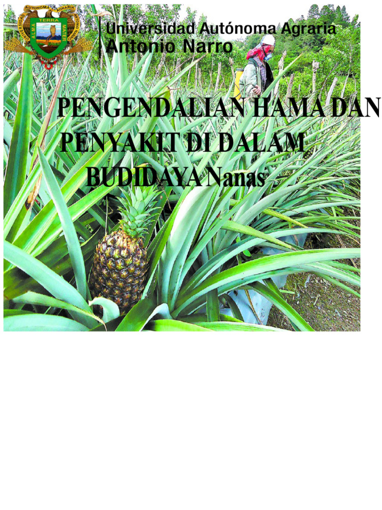 Pengendalian Hama Dan Penyakit Pada Budidaya Nanas | PDF