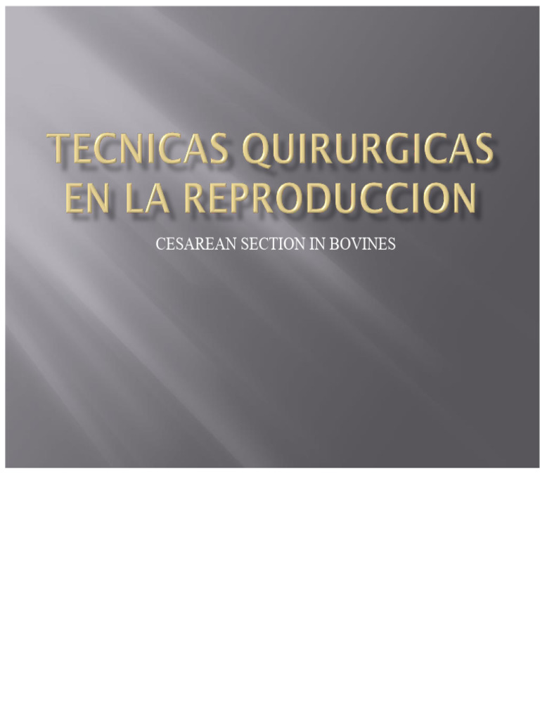 Cesarean in Cattle | PDF | Uterus | Caesarean Section