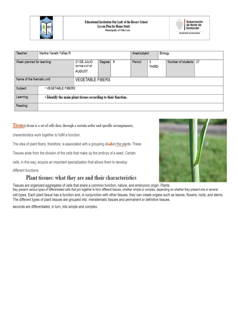 Grade 6 Plant Tissues | PDF | Tissue (Biology) | Leaf