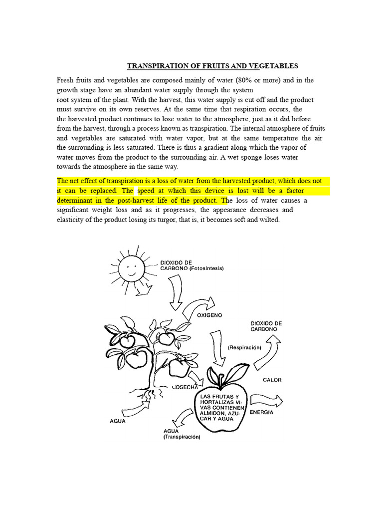 Transpiration of Fruits and Vegetables | PDF | Humidity | Atmosphere Of ...
