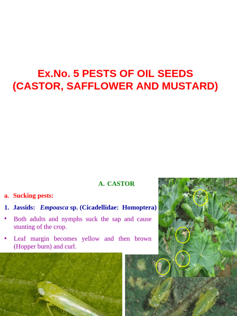 Pests of Oil Seeds (Castor, Safflower and Mustard) | PDF | Lepidoptera ...