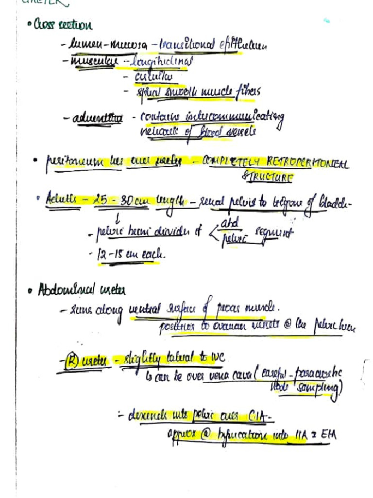Ureter Anatomy 1 | PDF