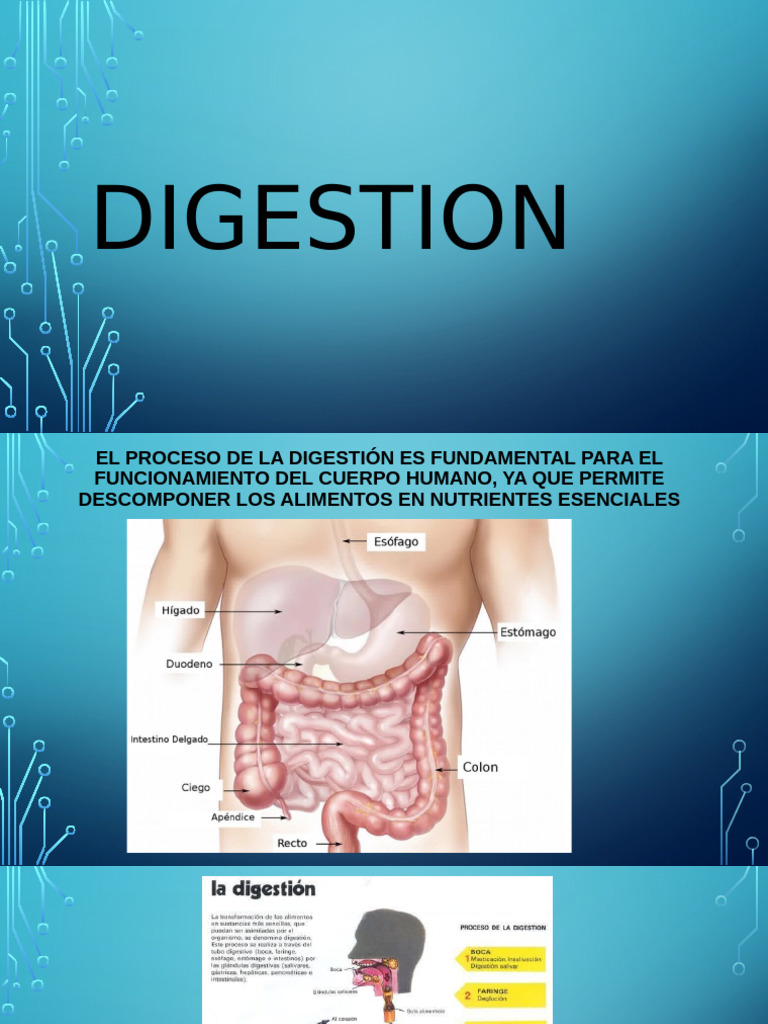 DIGESTION | PDF | Digestión | Bilis